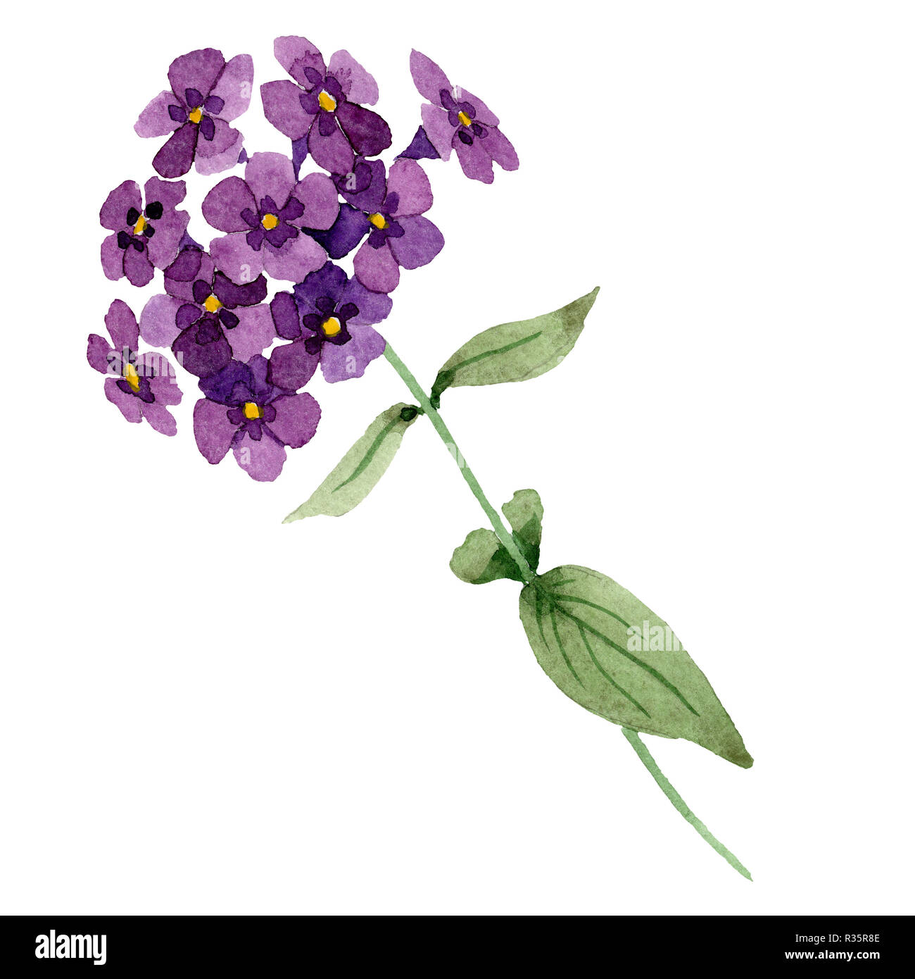 Purple phlox flowers with green leaves. Isolated phlox illustration ...