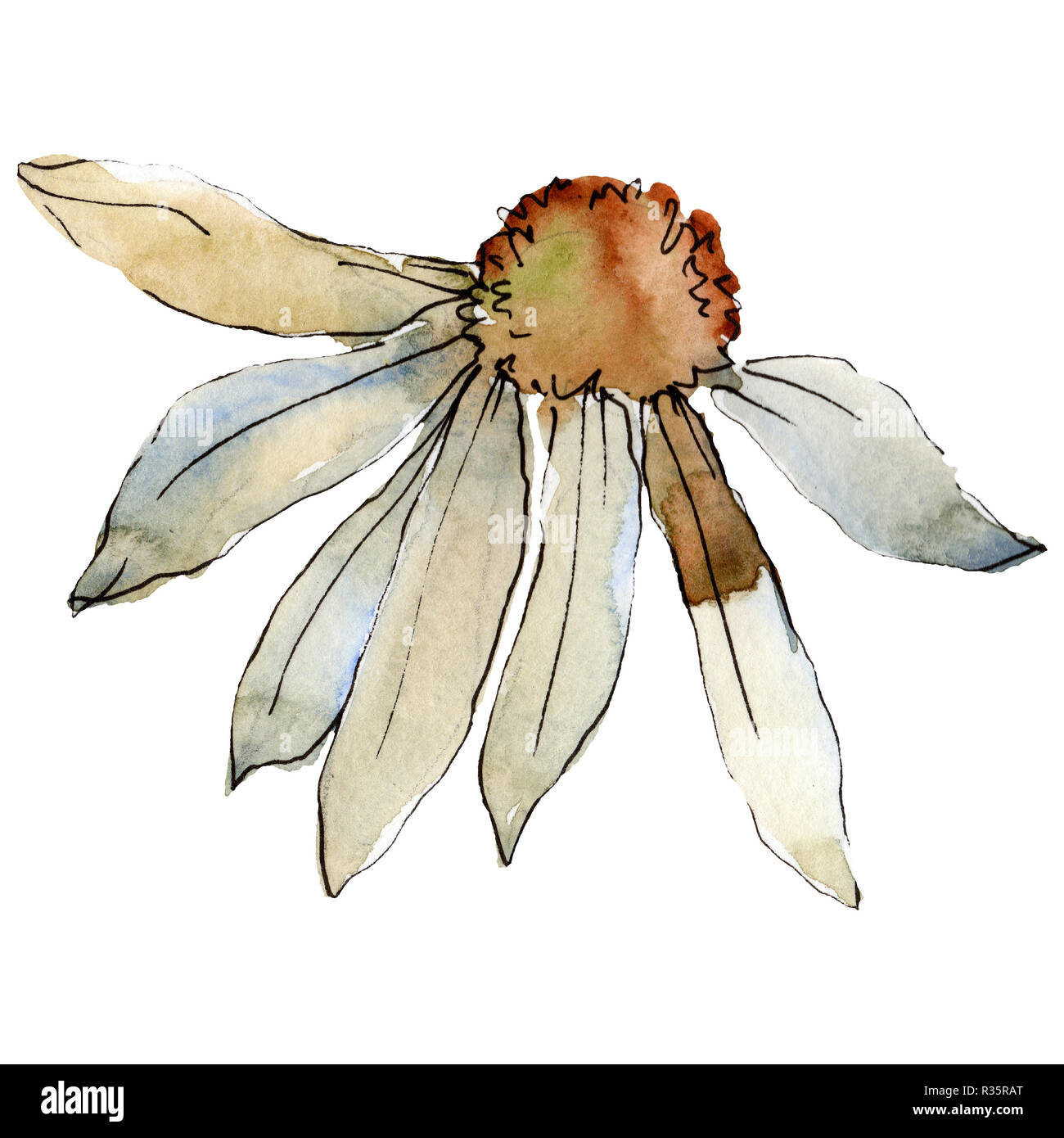 Daisy flower. Isolated daisy illustration element. Watercolor ... Daisy flower. Isolated daisy illustration element. Watercolor ...
