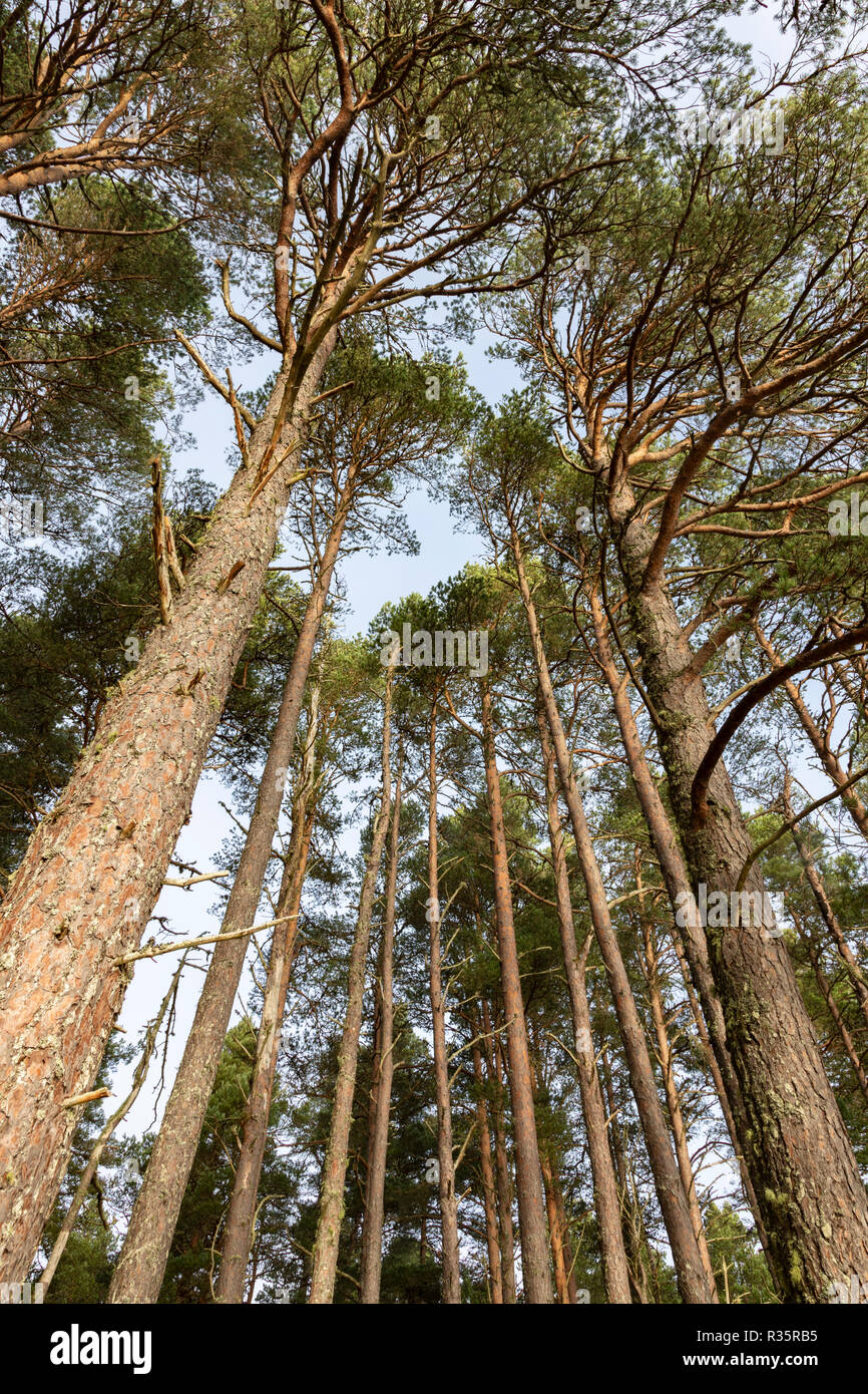 Caledonian pine tree in scottish hi-res stock photography and images ...