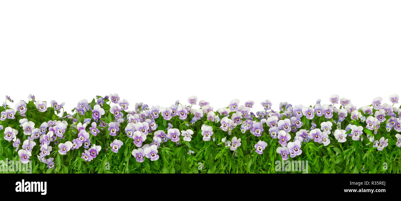 Border of pansy plants with flowers in shades of violet, lilac and blue ...