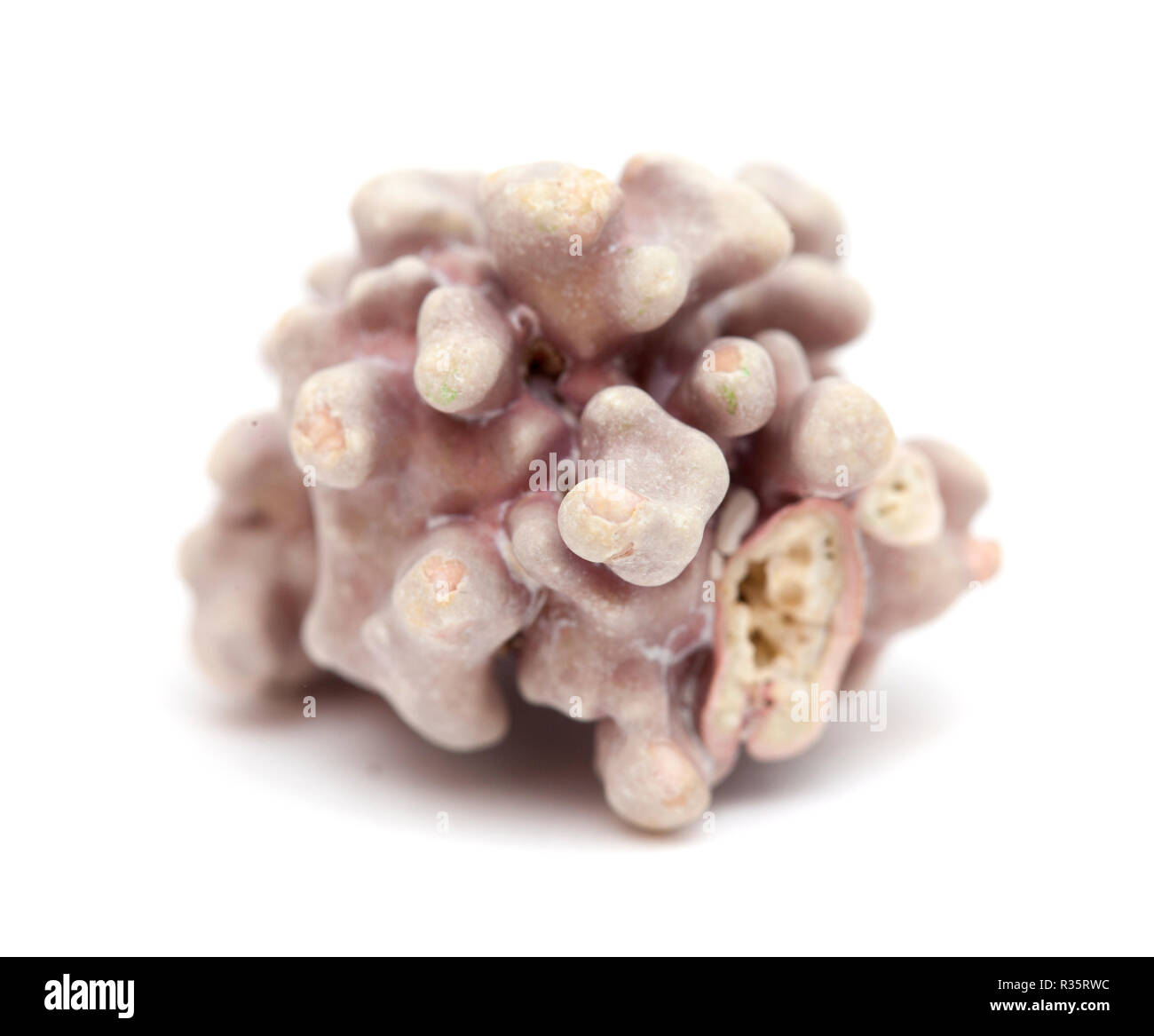 Crustose coralline algae hi-res stock photography and images - Alamy