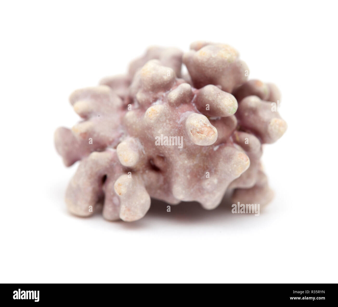 Calcified algae Cut Out Stock Images & Pictures - Alamy