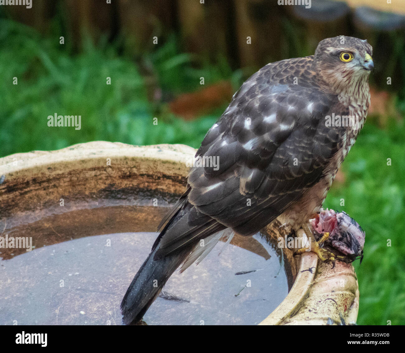 Sparrow hawk eating a snack Stock Photo - Alamy