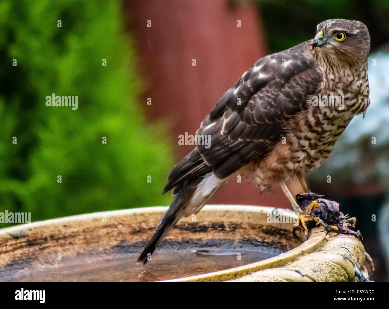 Sparrow hawk eating a snack Stock Photo - Alamy