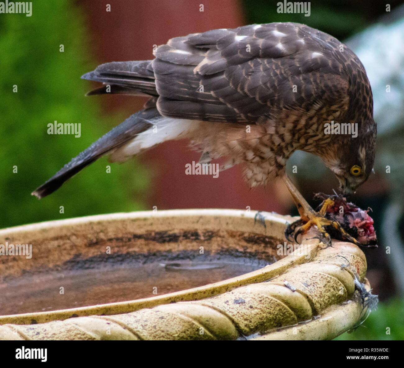 Sparrow hawk eating a snack Stock Photo - Alamy