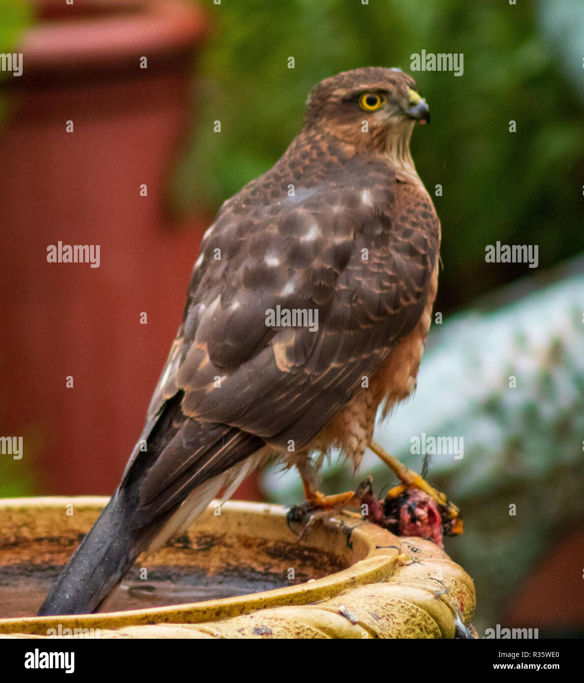 Uk sparrow hawk hi-res stock photography and images - Alamy