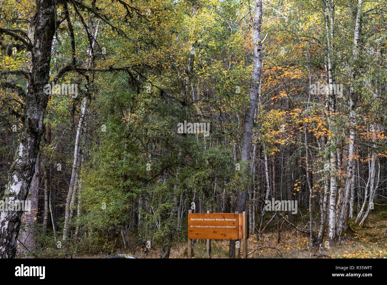 Caledonian forest hi-res stock photography and images - Alamy
