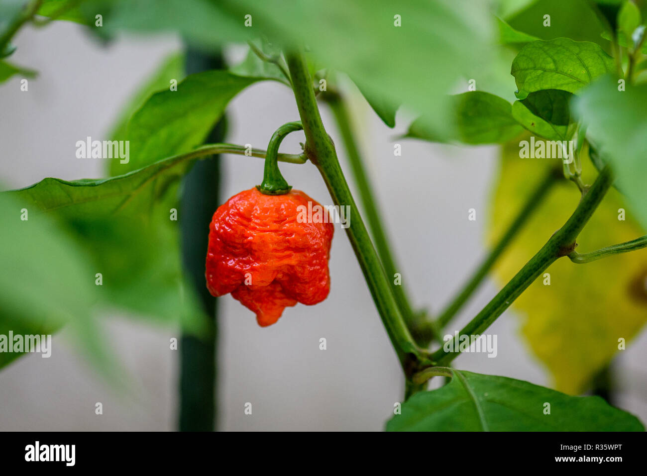 Red hot chilli pepper Trinidad scorpion on a plant. Capsicum chinense ...