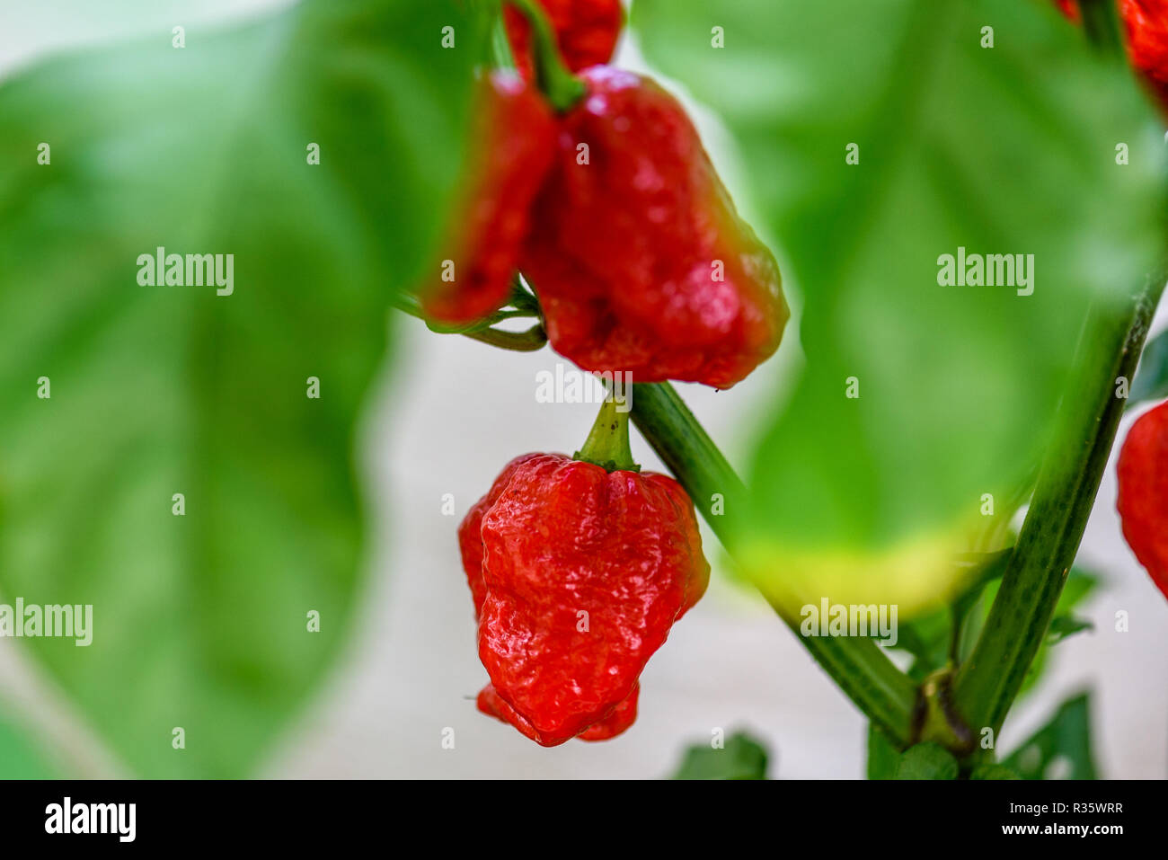 Red hot chilli pepper Trinidad scorpion on a plant. Capsicum chinense ...