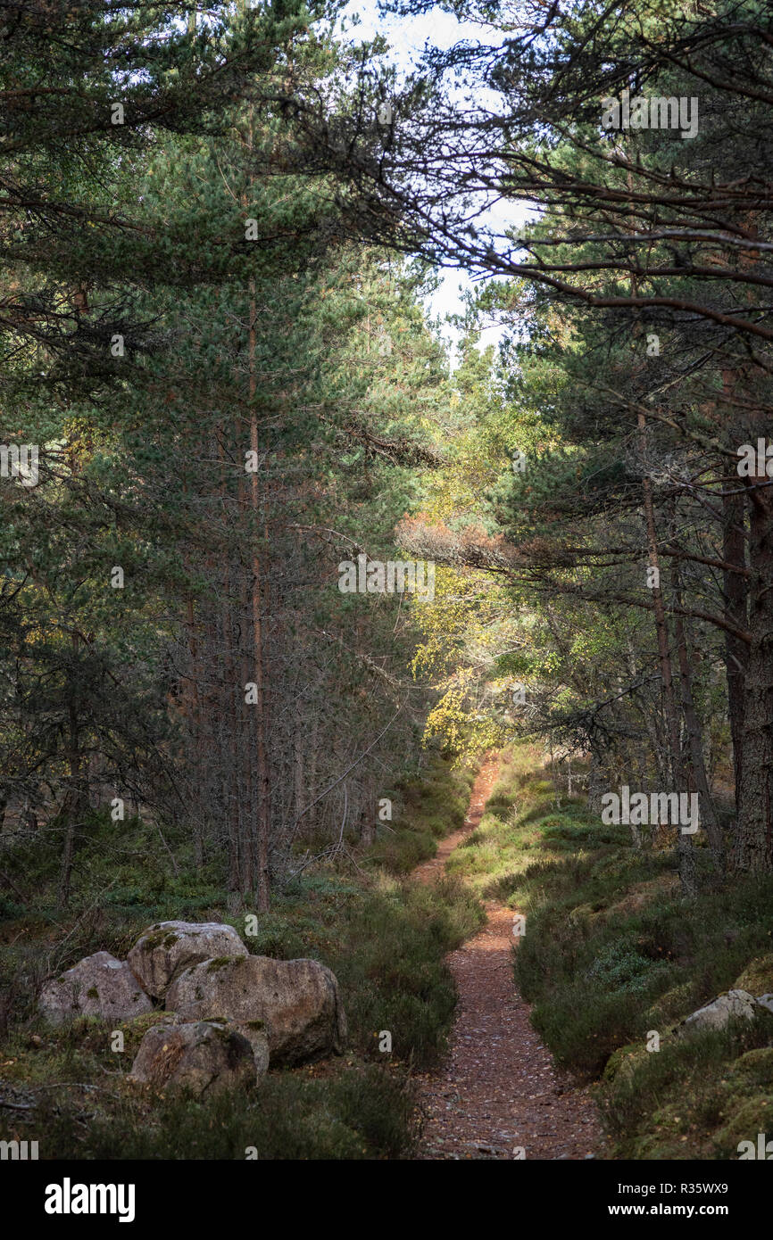 Caledonian forest scotland hi-res stock photography and images - Alamy