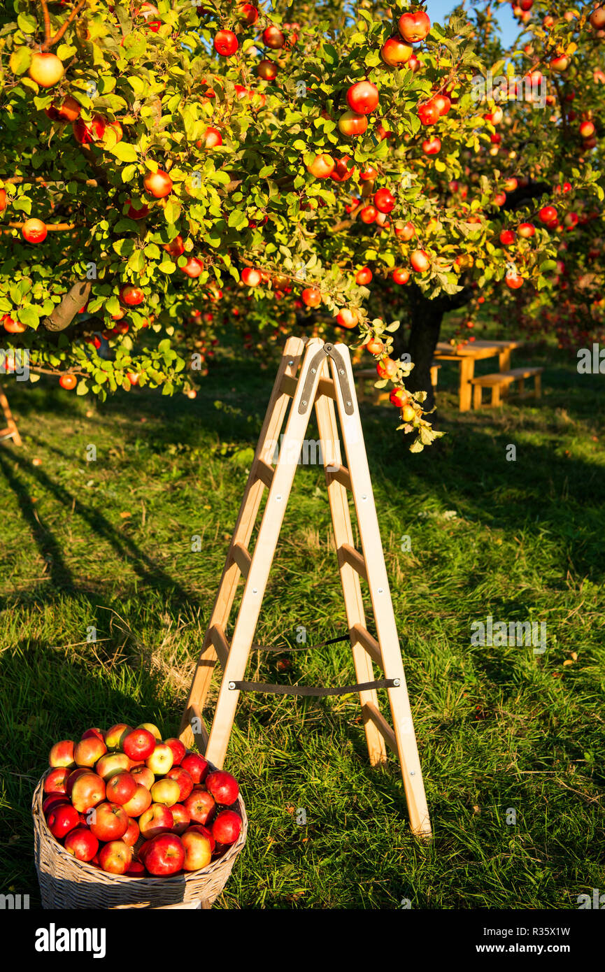 Apple Garden Nature Background Sunny Autumn Day Gardening And