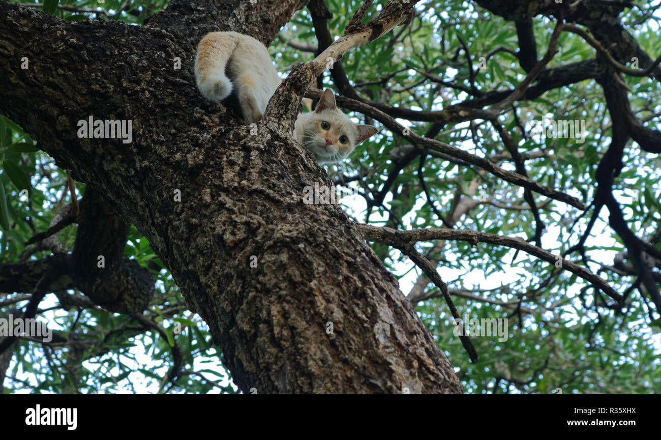 closeup face of a cute cat climbing up on tree trunk and looking down ...