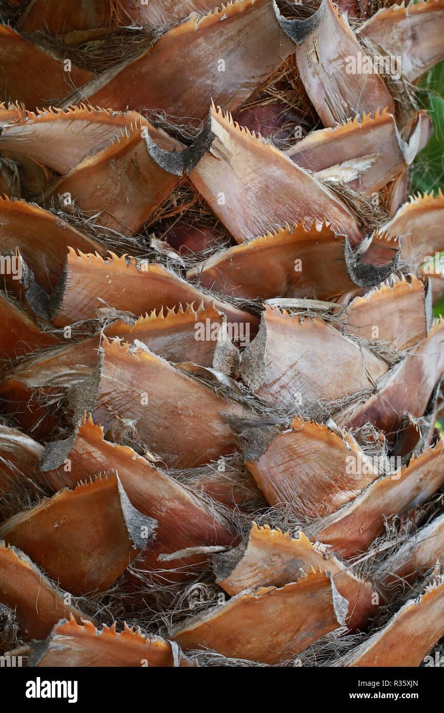 palm trunk pattern Stock Photo - Alamy