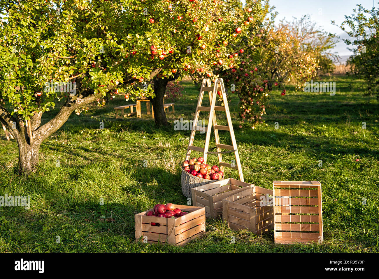 Gardening and harvesting. Fall apple crops harvesting in garden. Apple ...