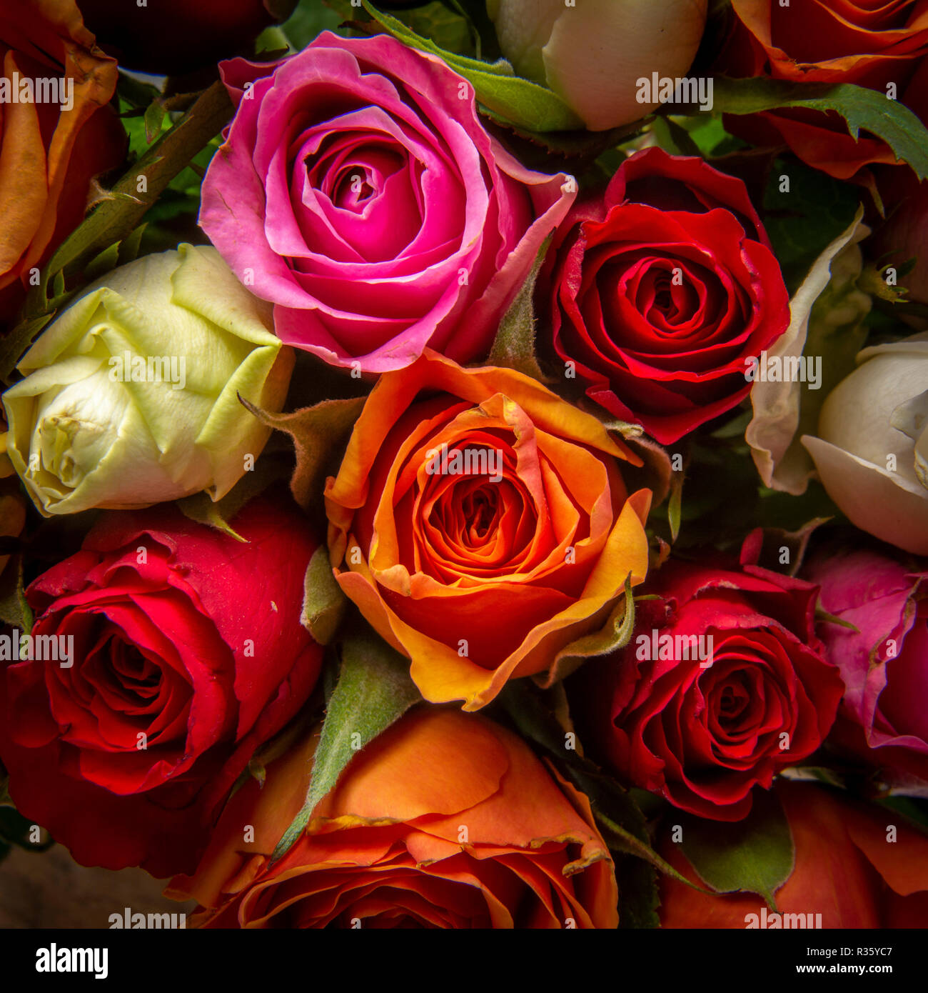 Colorful Roses Images