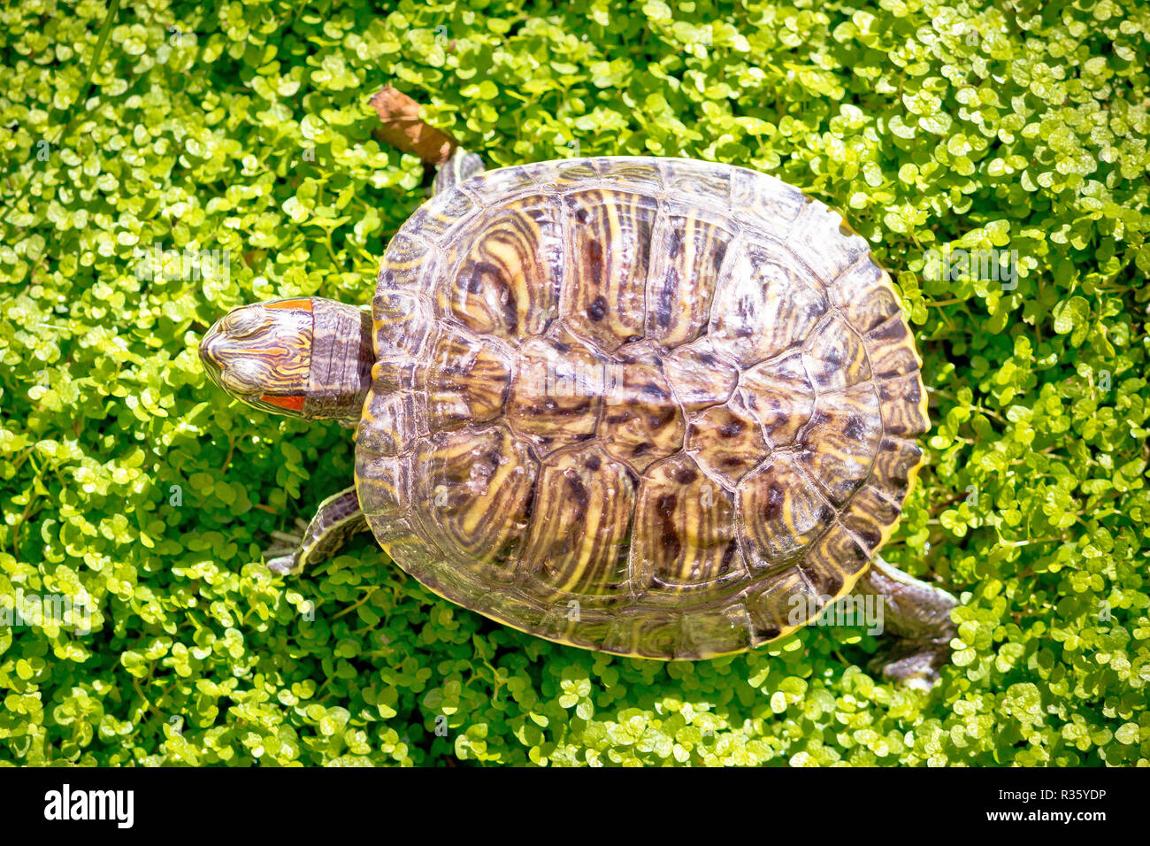 Redeared slider turtle hi-res stock photography and images - Alamy