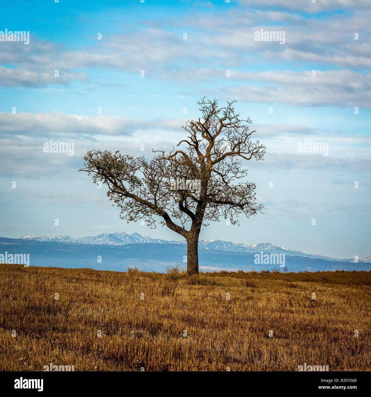 Grassland field tree hi-res stock photography and images - Alamy