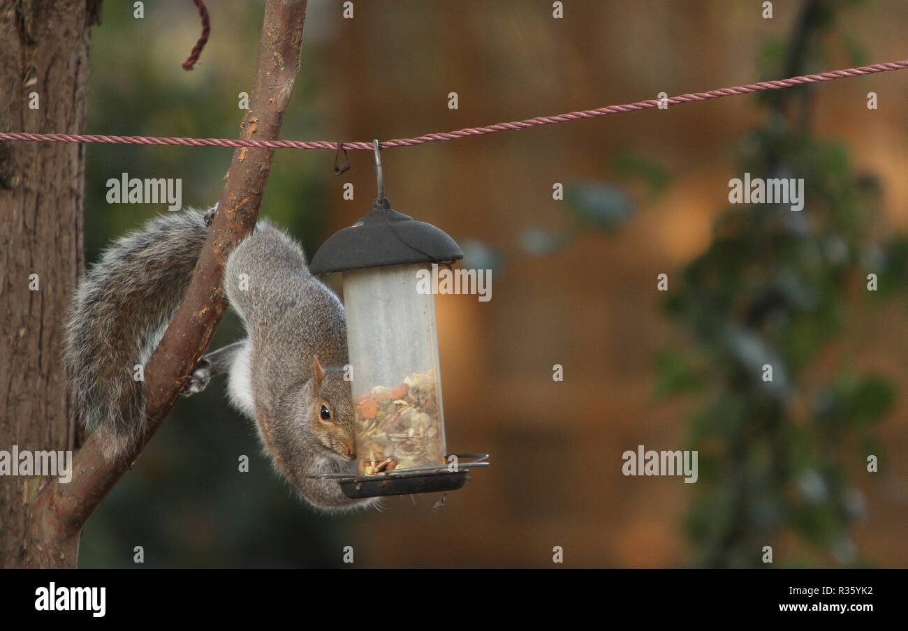 Urban grey squirrel raiding bird feeder handing on washing line in ...