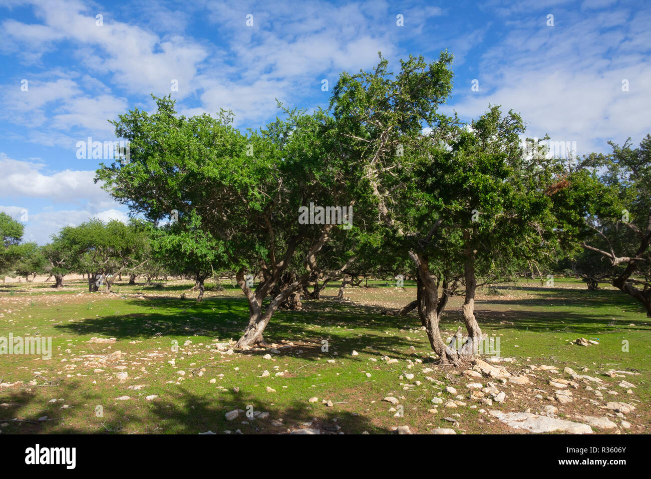 Argania trees hi-res stock photography and images - Alamy