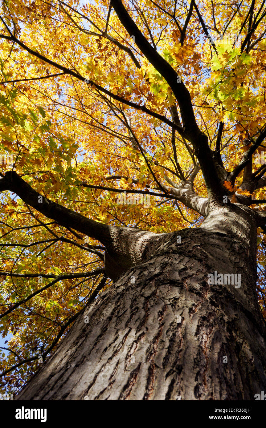 American red oak hi-res stock photography and images - Alamy