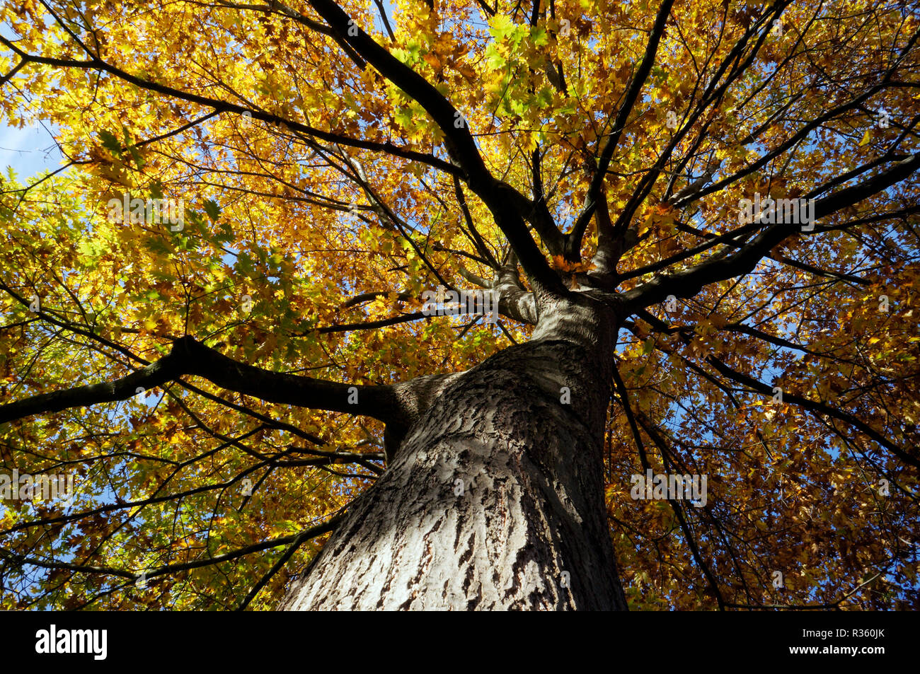 american red oak in autumn leaves Stock Photo - Alamy