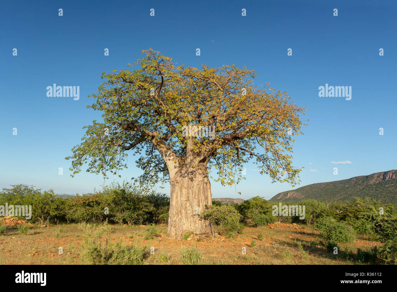 Baobab big tree namibia hi-res stock photography and images - Alamy