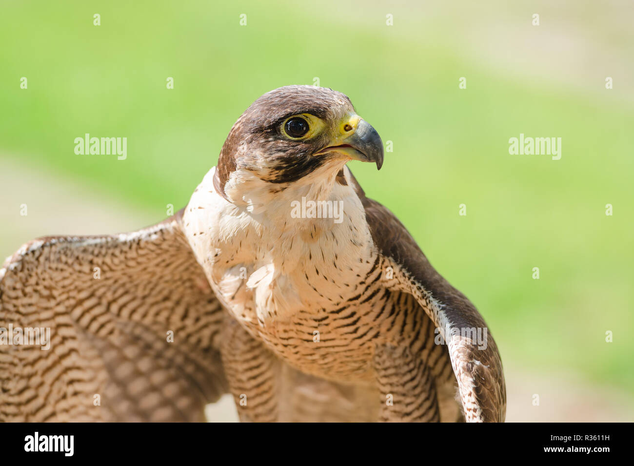 Peregrine merlin hi-res stock photography and images - Alamy