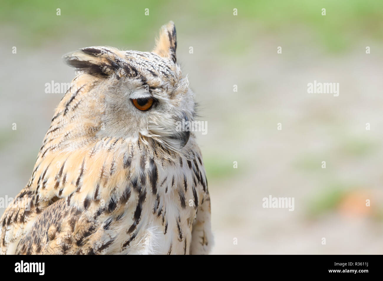 Stealthy birds of prey hi-res stock photography and images - Alamy