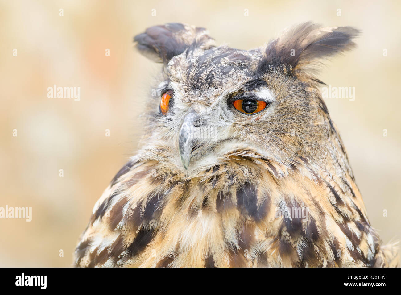 Stealthy birds of prey hi-res stock photography and images - Alamy