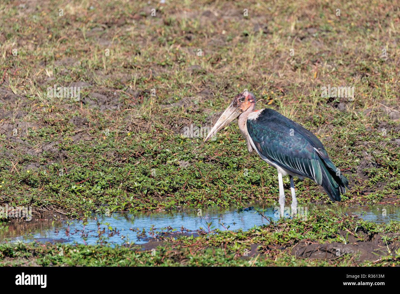 Wading bird chobe river botswana hi-res stock photography and images ...
