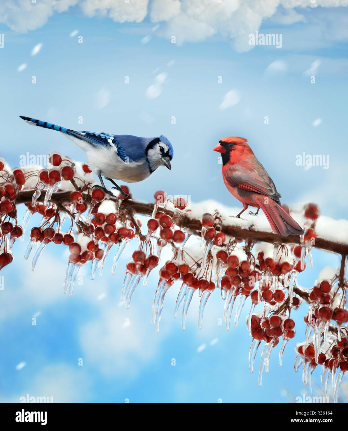 Blue Jay And Cardinal And Oriole