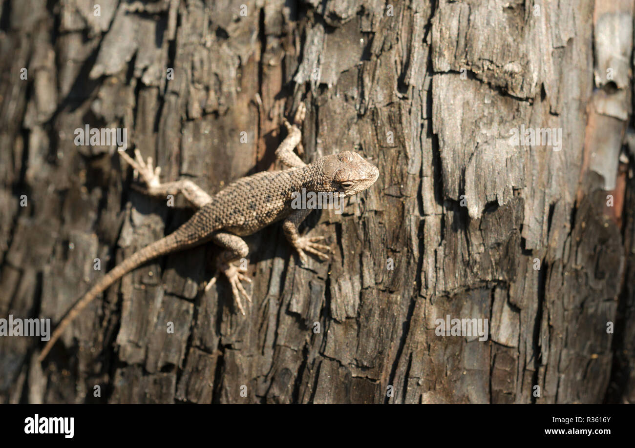 Collared tree lizard hi-res stock photography and images - Alamy
