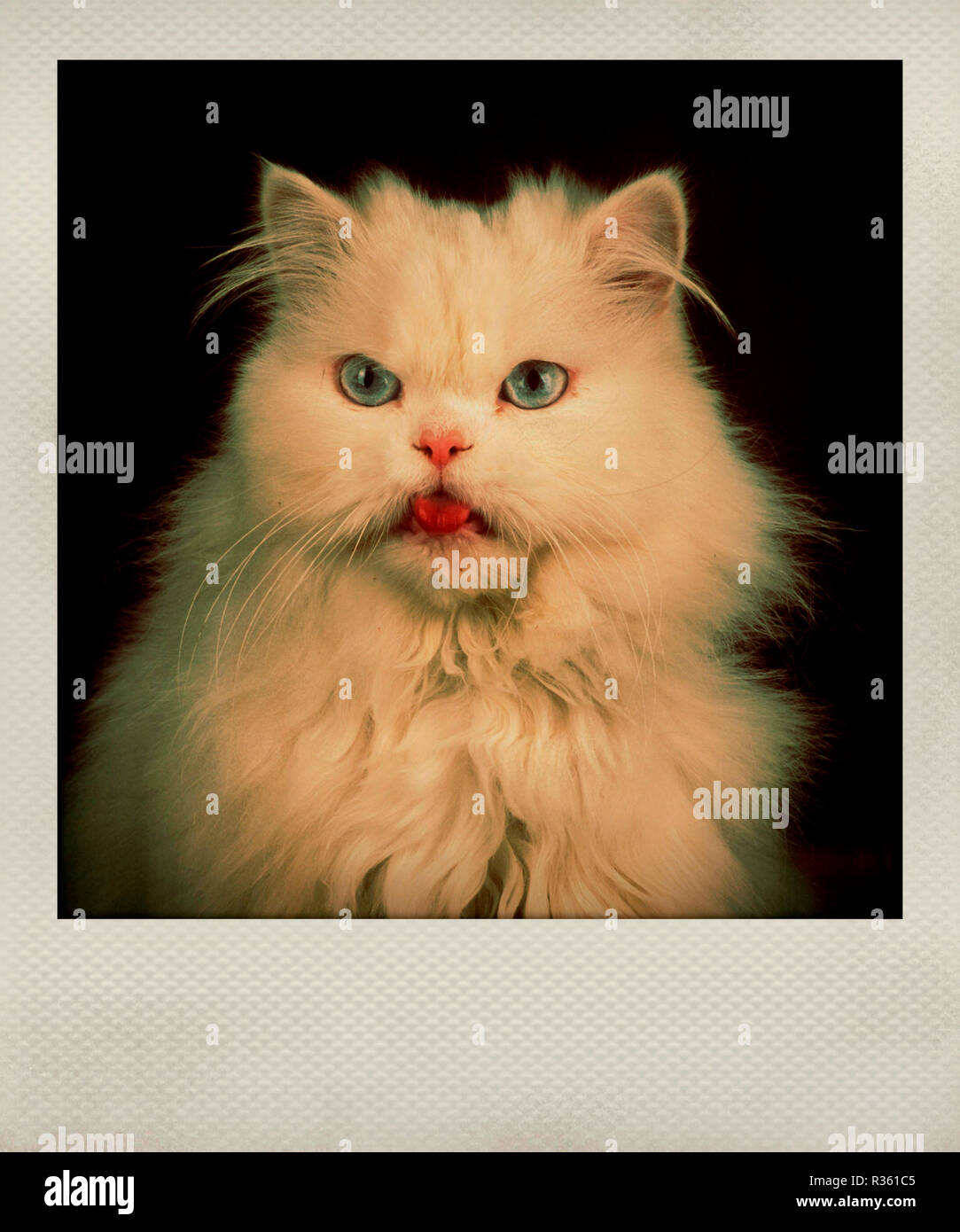 Polaroid effect hi-res stock photography and images - Alamy