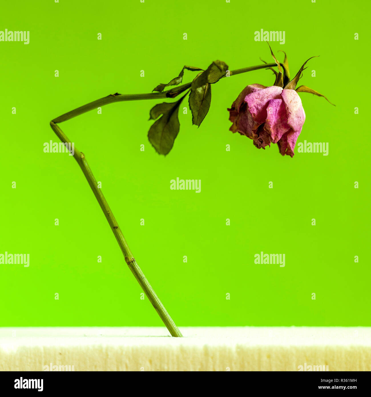 Dying flowers hi-res stock photography and images - Alamy
