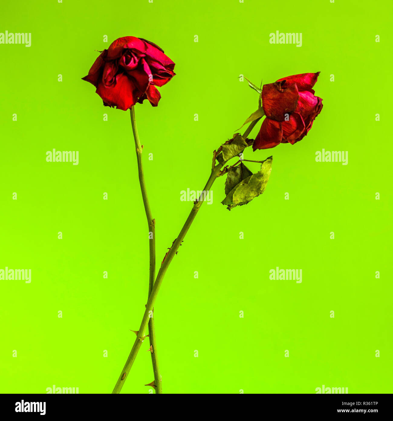Dying Roses Stock Photos & Dying Roses Stock Images - Alamy