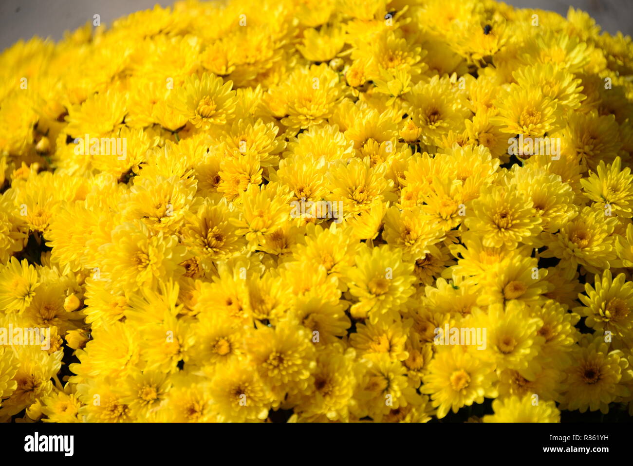 Stauss hi-res stock photography and images - Alamy