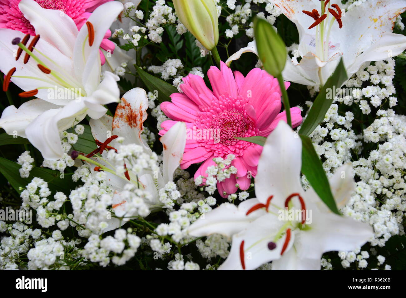 Stauss hi-res stock photography and images - Alamy