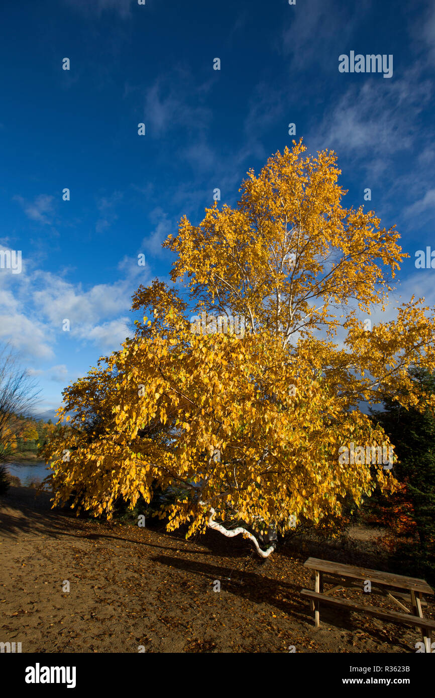 Betula papyrifera (paper birch, also known as white birch and canoe ...