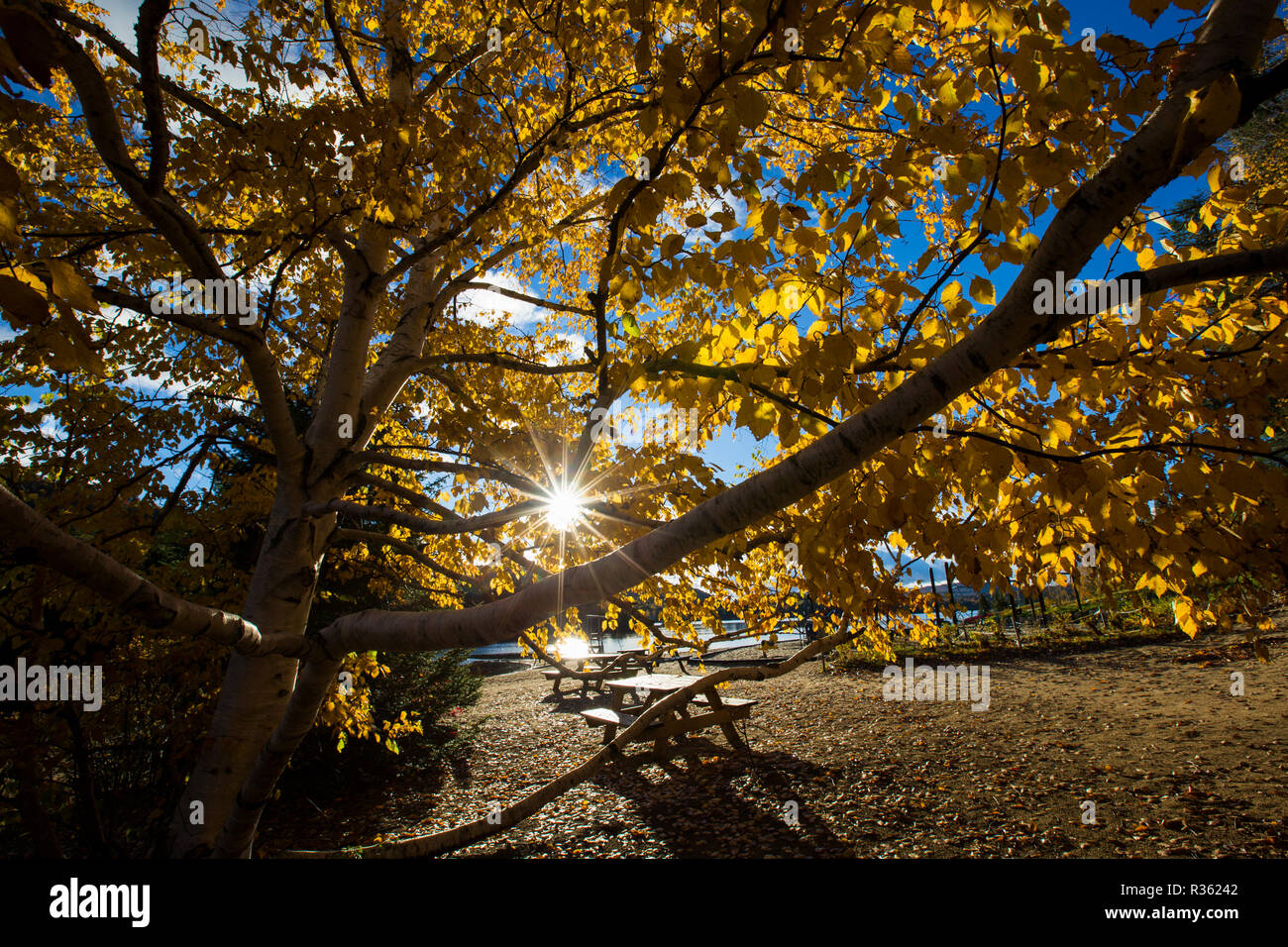 White birch forest in quebec hi-res stock photography and images - Alamy