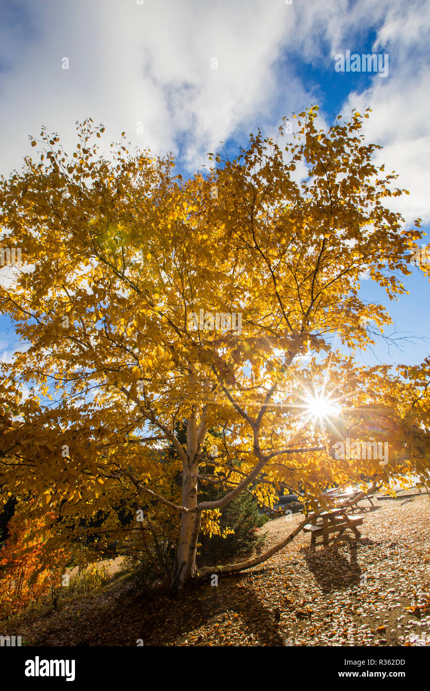 Betula papyrifera paper birch hi-res stock photography and images - Alamy