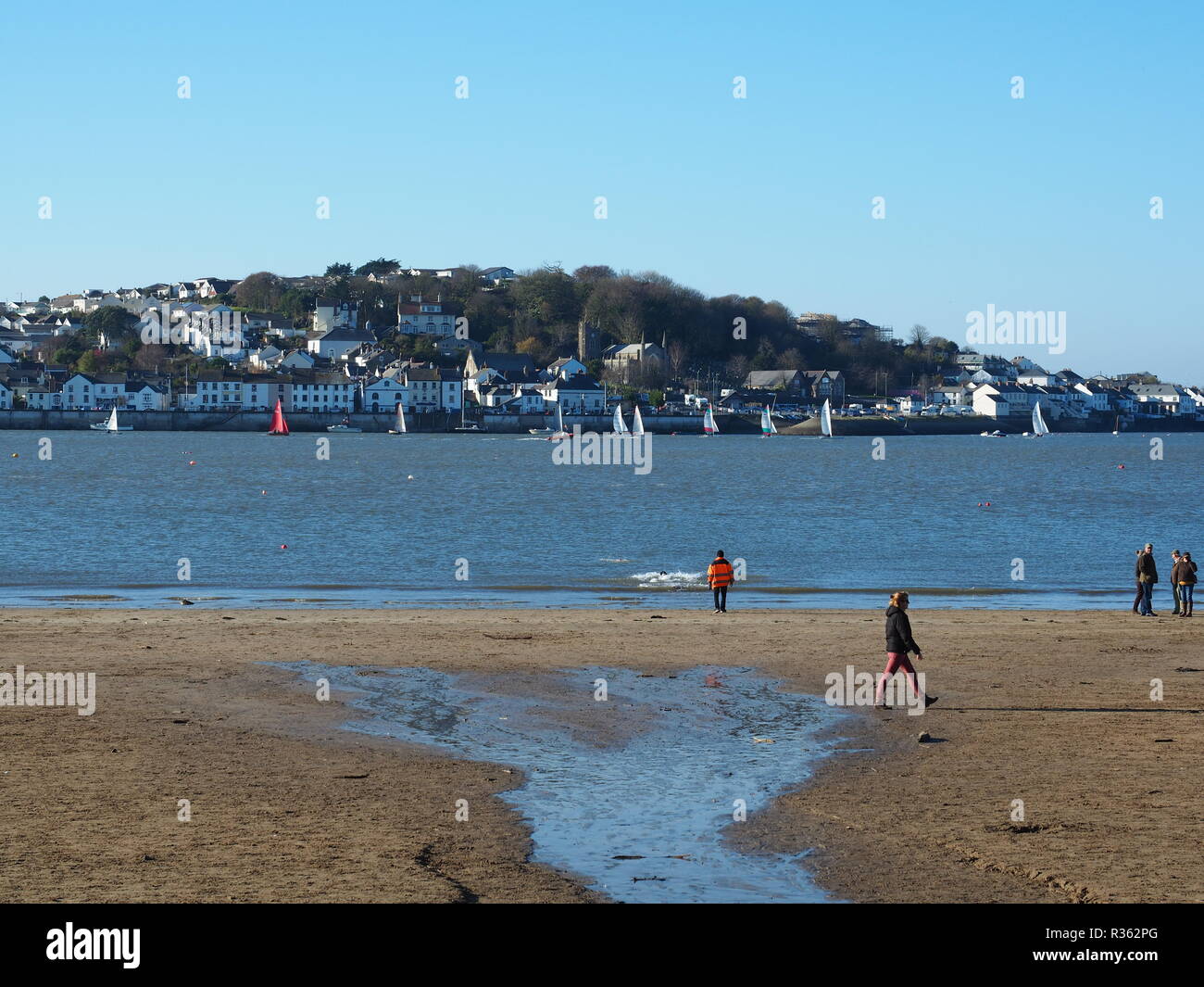 Groups of Dog Walkers on Instow Beach North Devon UK Stock Photo - Alamy