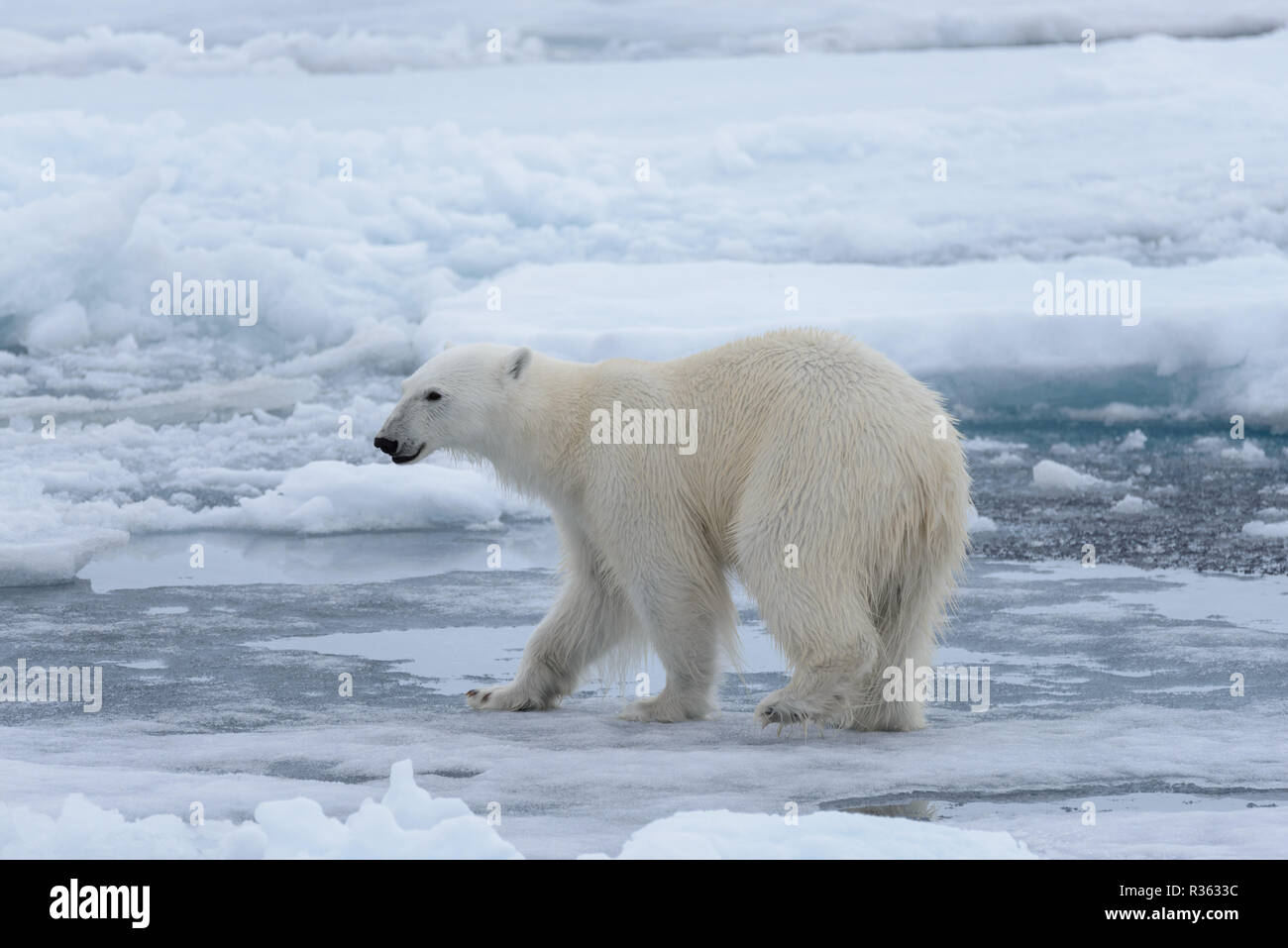 Wild polar bear on pack ice in Arctic sea close up Stock Photo - Alamy