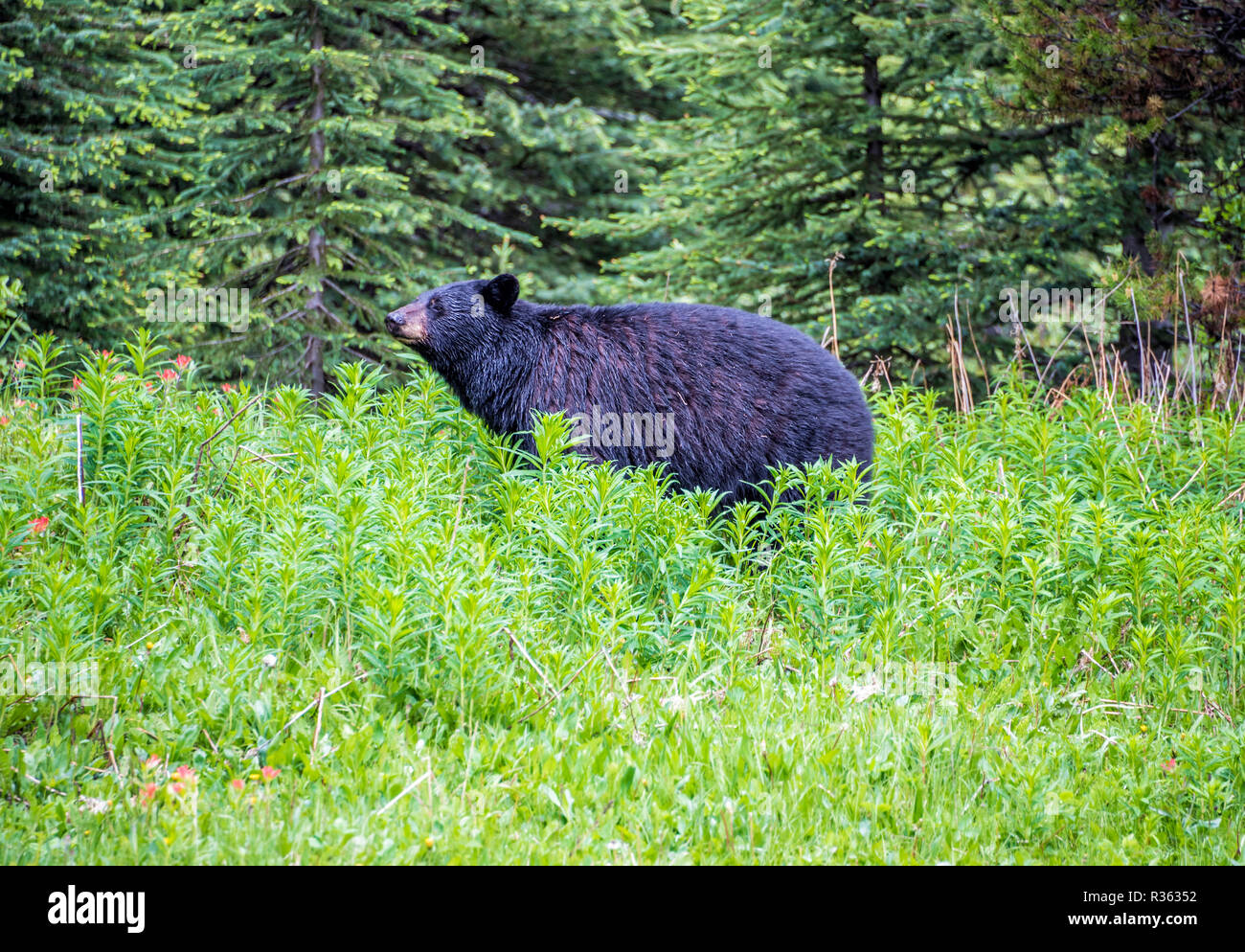 Wild American black bear in the wood of Banff Stock Photo - Alamy