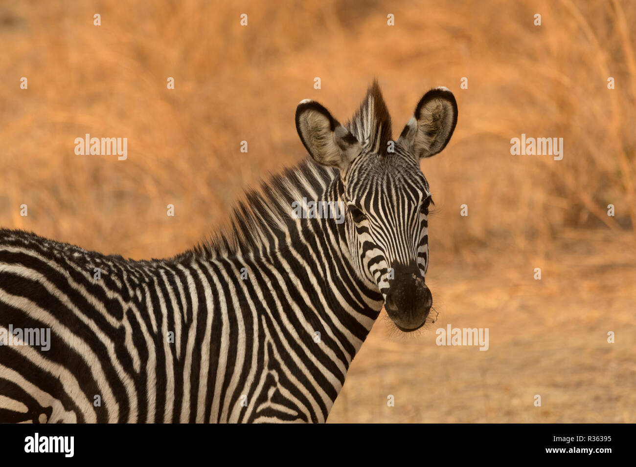 Crawshay's zebra hi-res stock photography and images - Alamy
