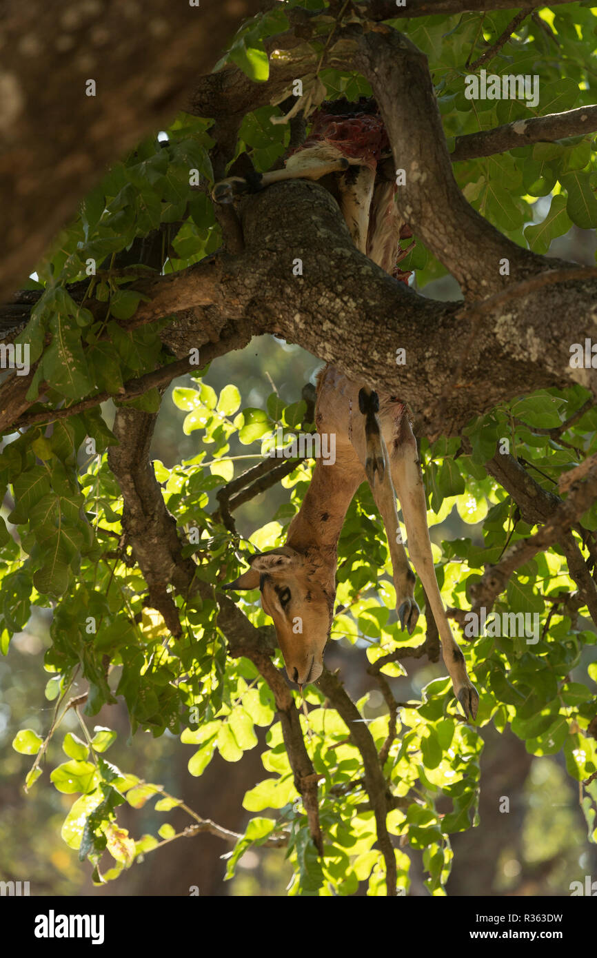 antelope killed by leopard and saved in tree Safari South Luangwa ...