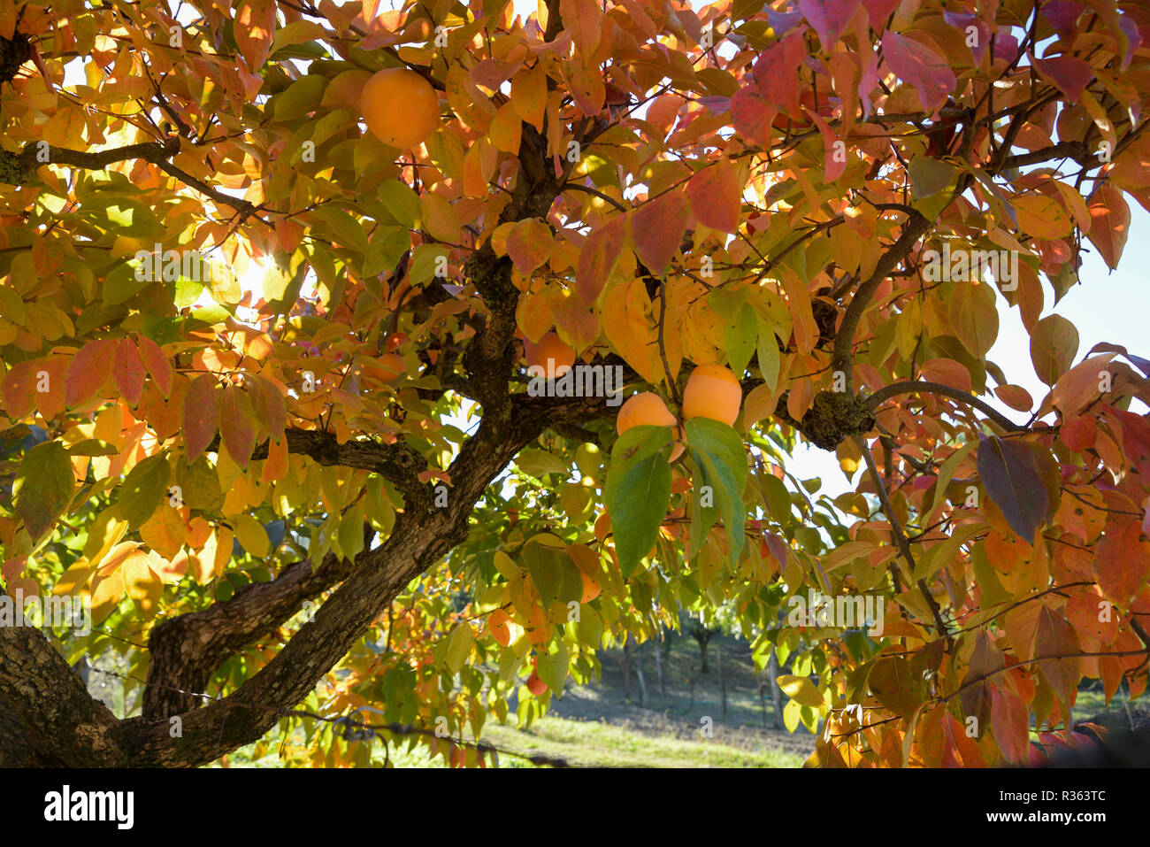 Persimmon tree branch hi-res stock photography and images - Alamy