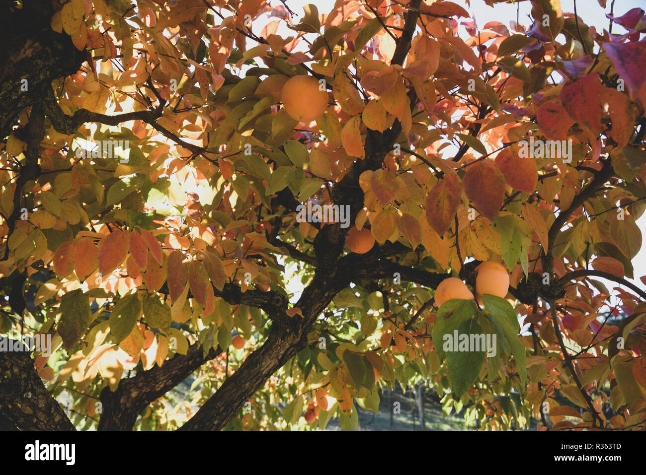 Persimmon tree branch hi-res stock photography and images - Alamy