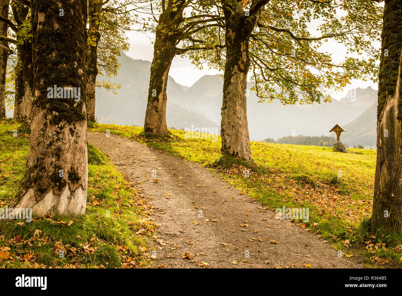 maple trees and a path Stock Photo - Alamy