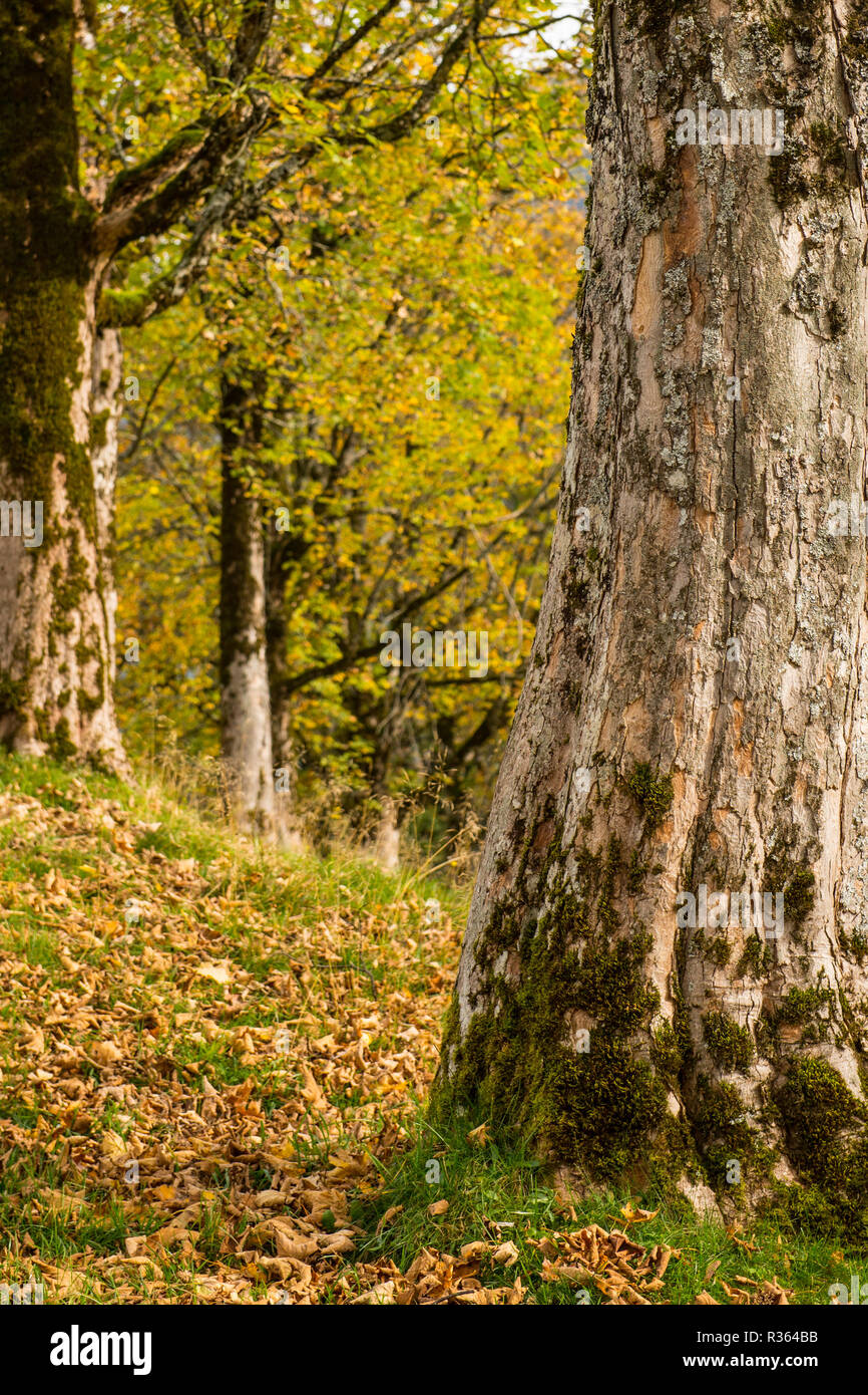 tree trunk with bark of a maple tree Stock Photo - Alamy