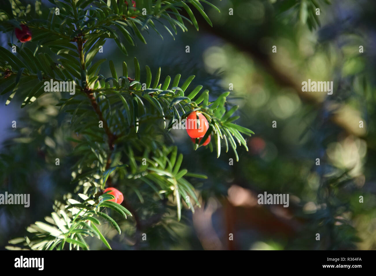 mature cones of european yews in the autumn sun with bokeh effect ...